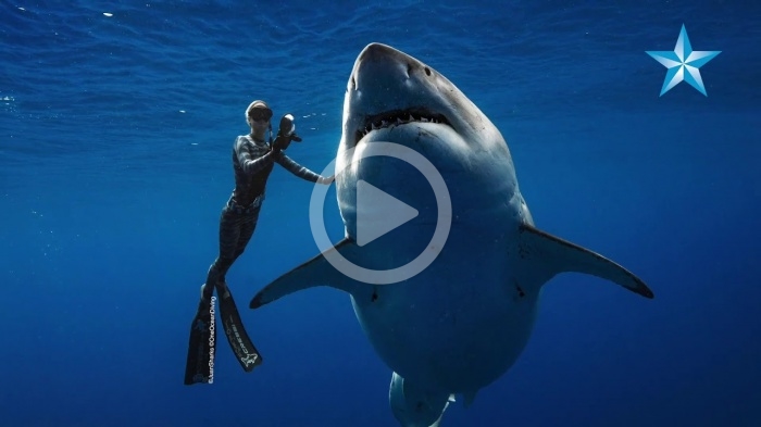 Hawaii, avvistato il più grande squalo bianco del mondo - RTL 102.5